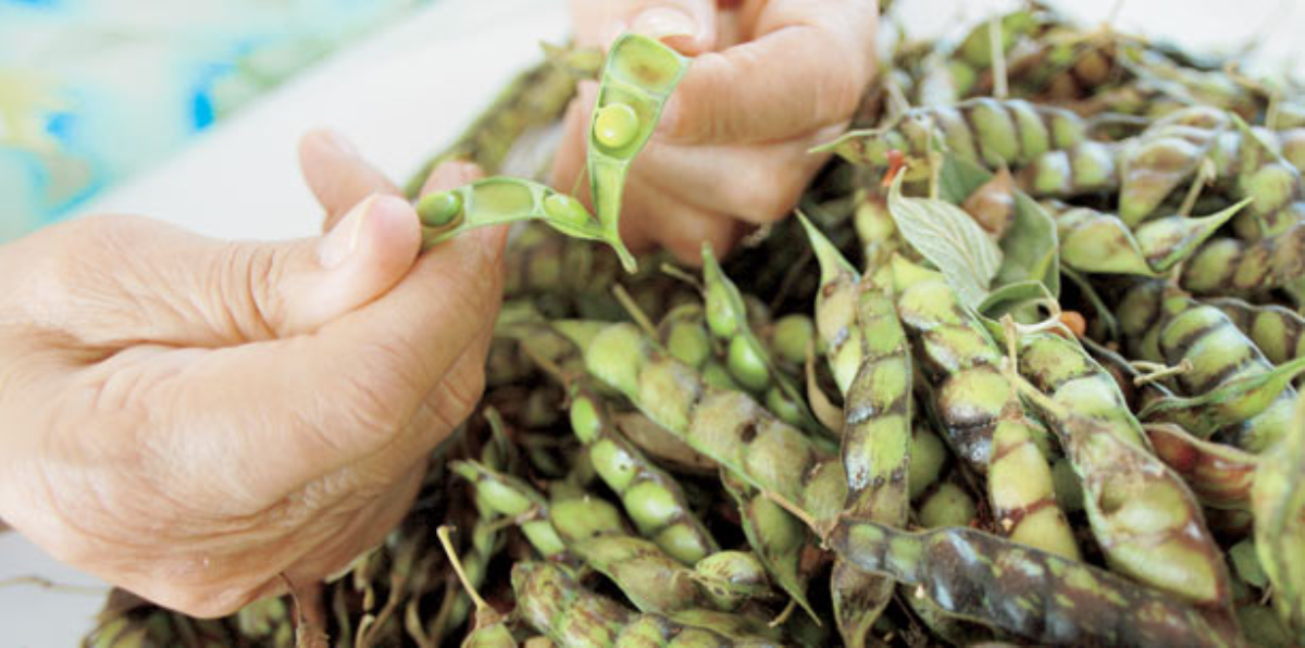 Como el oro el gandul boricua