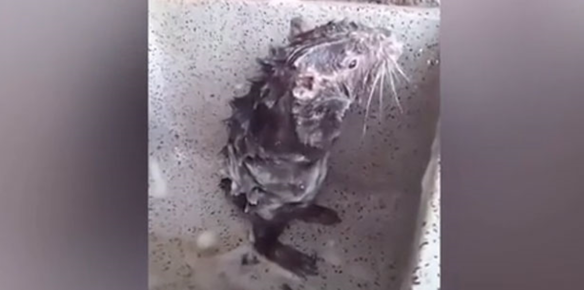 Viral vídeo que muestra a rata bañándose