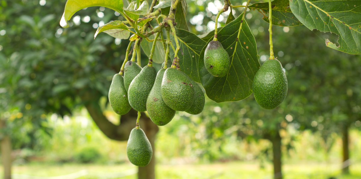 Cuba busca producir aguacate todo el año