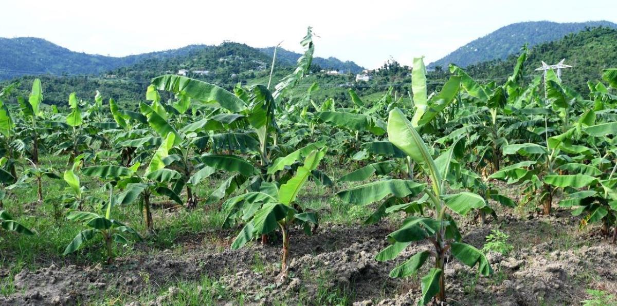 Puerto Rico recibe $3 millones para educación, trabajo, agricultura y ...