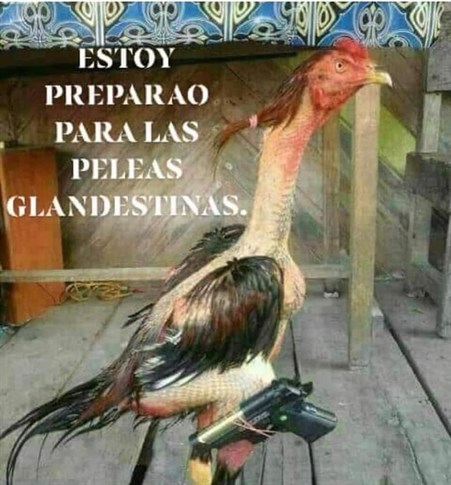 Memes De Comio Gallo