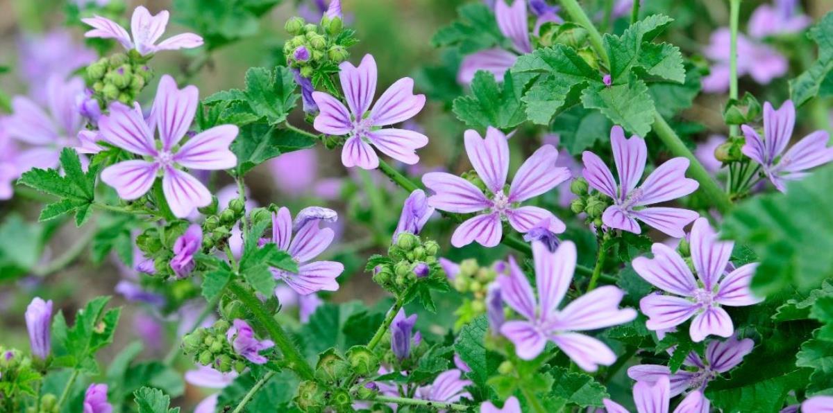 Siete plantas aliadas de tu salud